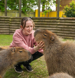Fun Facts About Capybaras | Capybara Largest Rodent Facts | Capybara ...