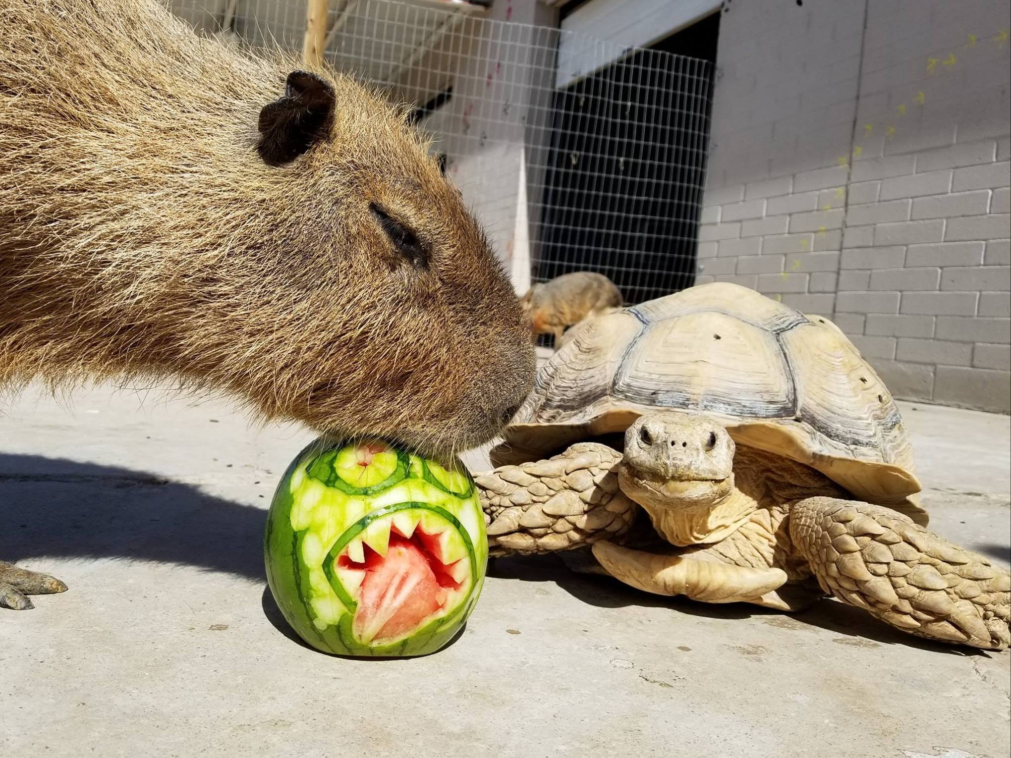 capybara eating