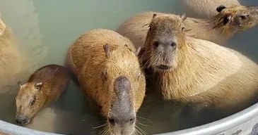 Capybara Arizona Zoo Picnic in Marana | Ghost Ranch Exotics