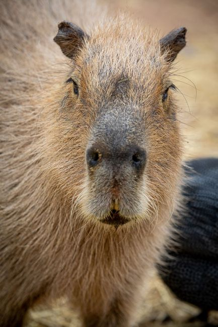 Marana, Arizona Exotic Animal Family Day | Ghost Ranch Exotics