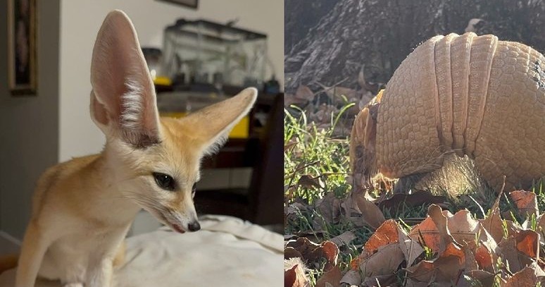 Fox & Armadillo Exotic Animals in AZ | Ghost Ranch Exotics